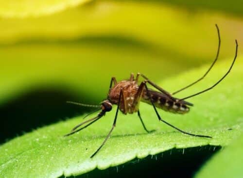 Mosquito & Flying Insect Control in Tucson, AZ | Rigo Pest Prevention